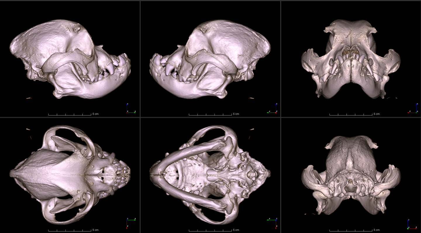 What does a pug skull look like? University digitizes skulls of 152 dog ...