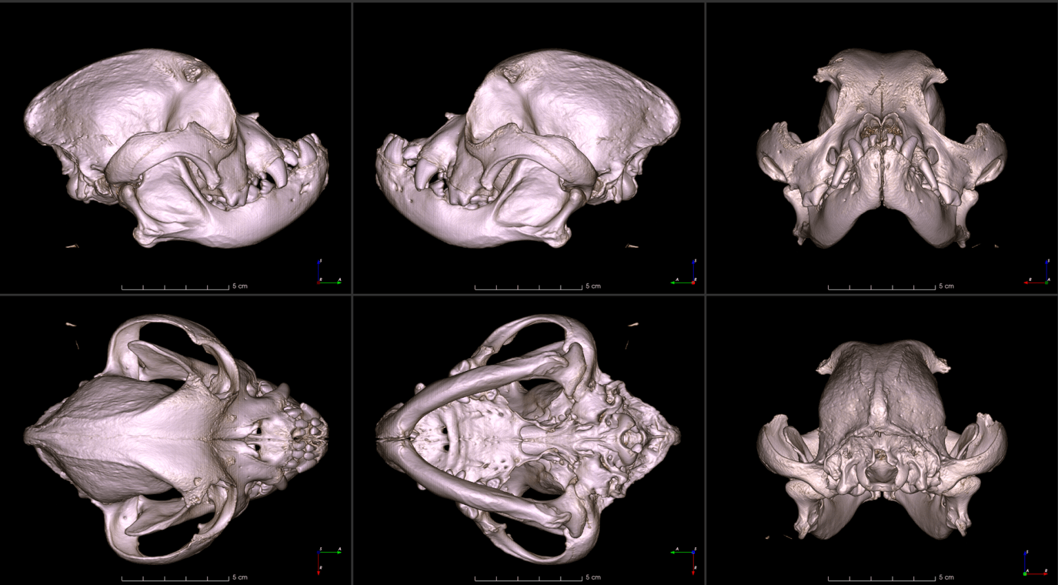 What does a pug skull look like? University digitizes skulls of 152 dog ...