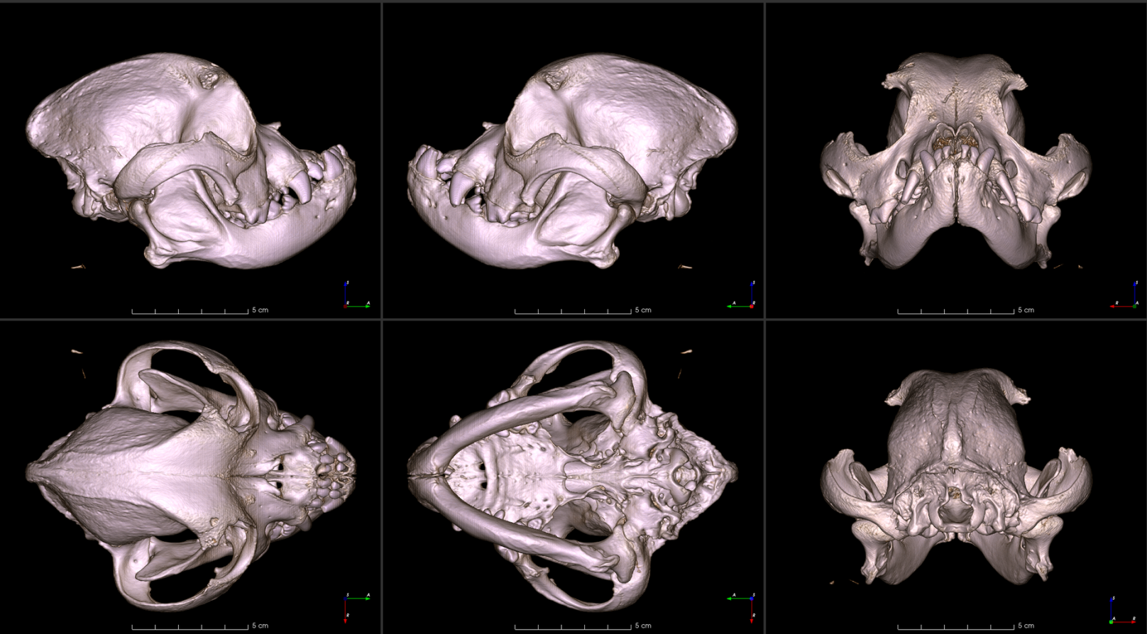 What does a pug skull look like? University digitizes skulls of 152 dog ...