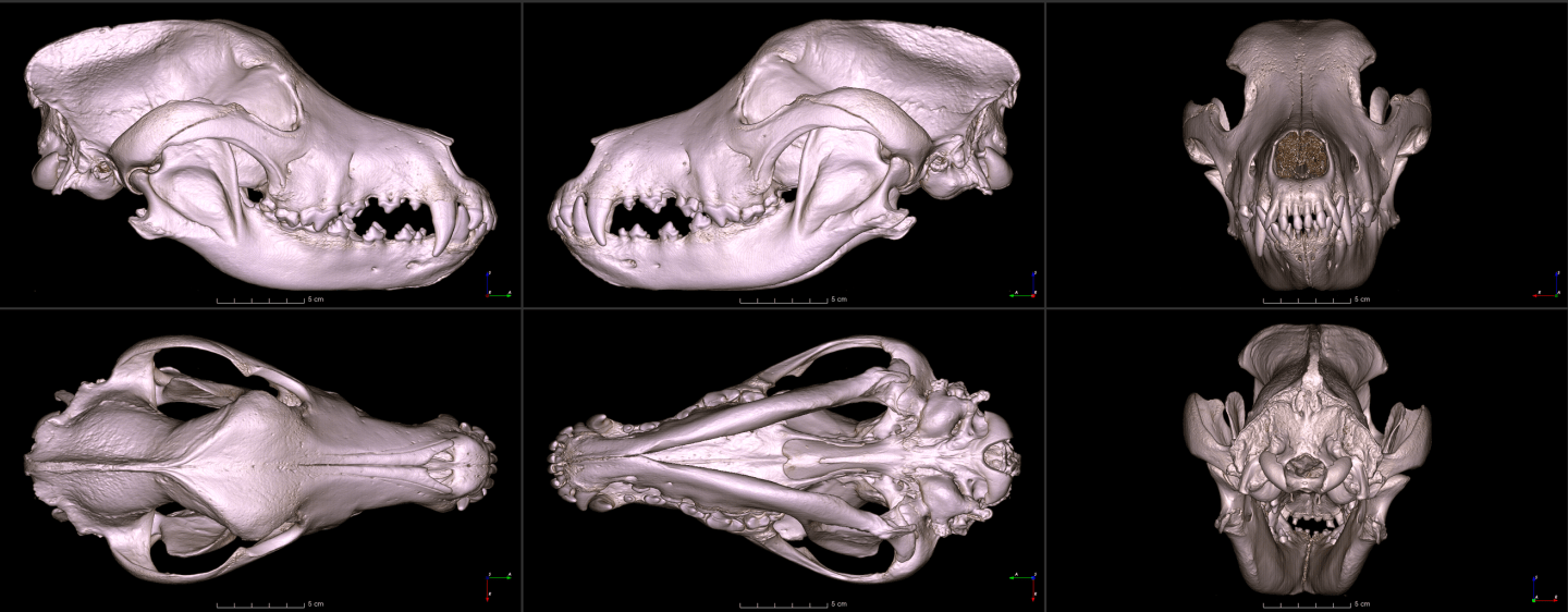 What does a pug skull look like? University digitizes skulls of 152 dog ...