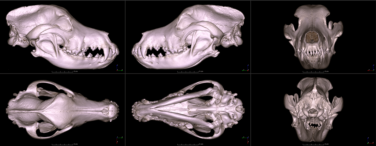 What does a pug skull look like? University digitizes skulls of 152 dog ...