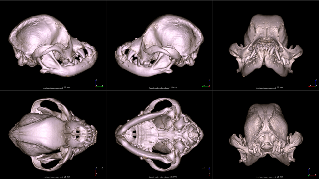 What does a pug skull look like? University digitizes skulls of 152 dog ...