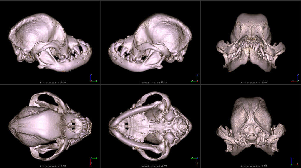 What does a pug skull look like? University digitizes skulls of 152 dog ...