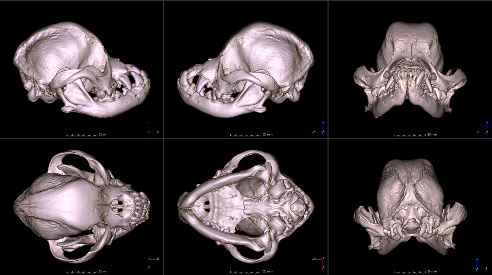 What does a pug skull look like? University digitizes skulls of 152 dog ...