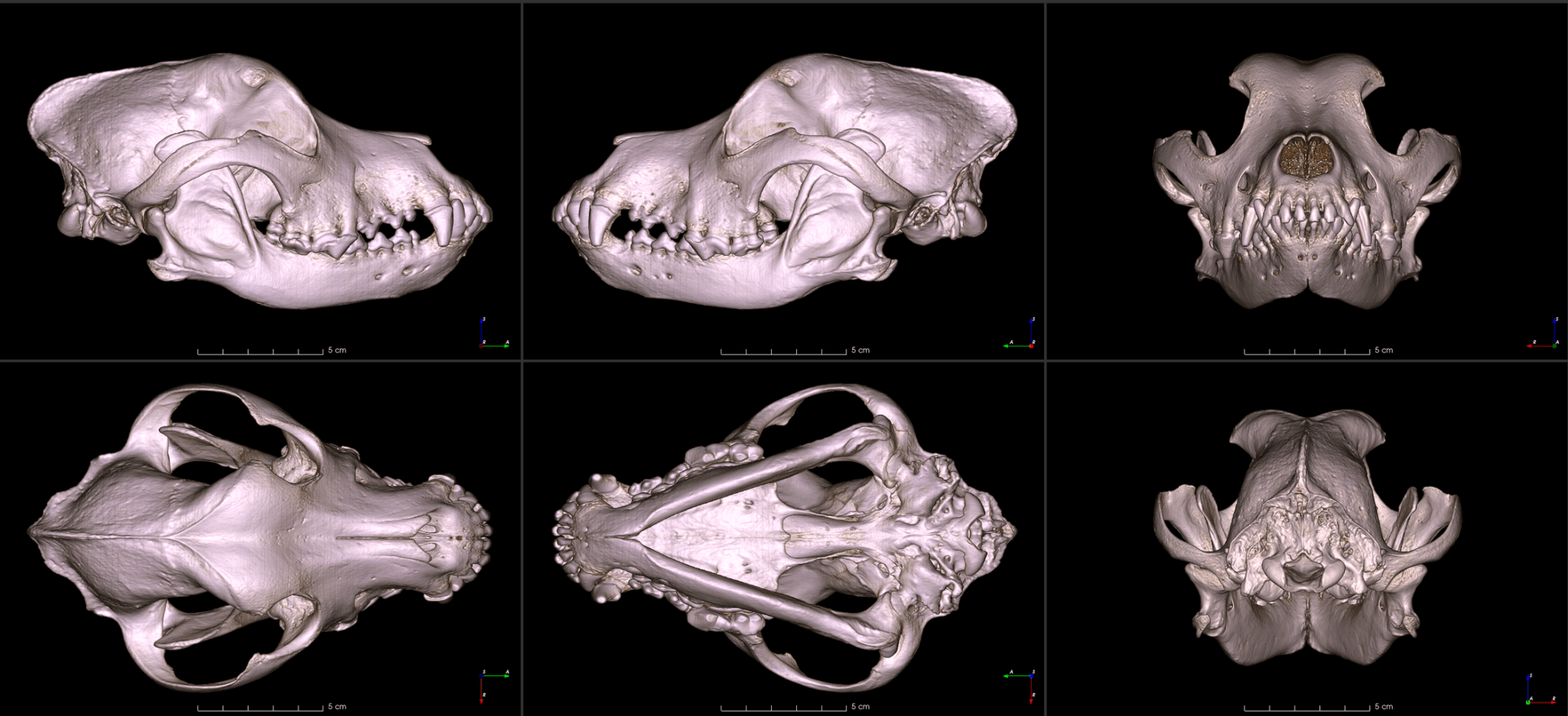 What does a pug skull look like? University digitizes skulls of 152 dog ...