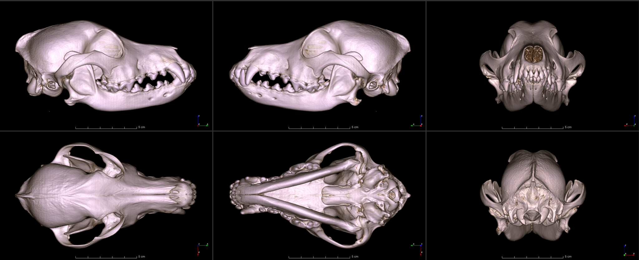 What does a pug skull look like? University digitizes skulls of 152 dog ...