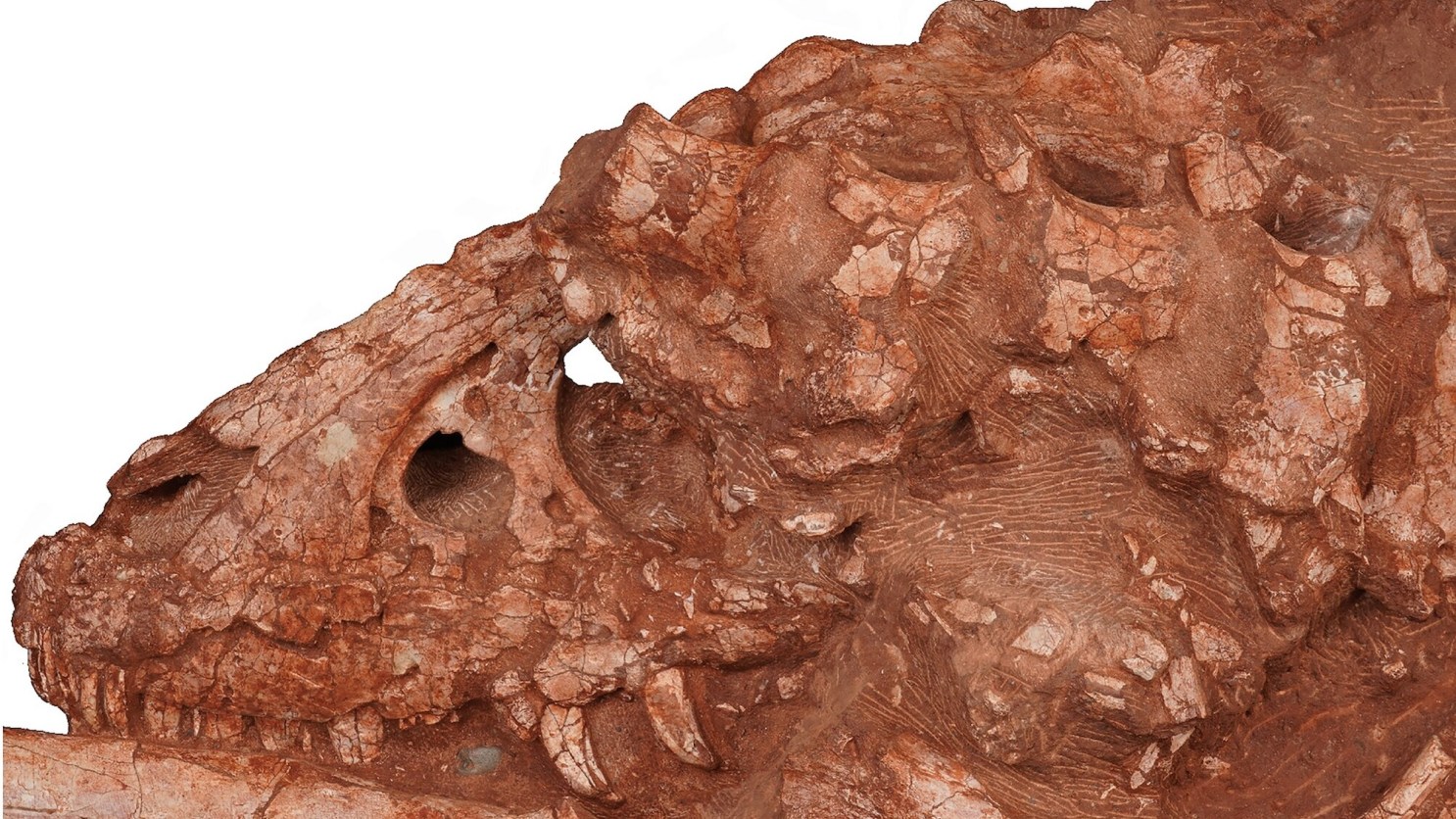 A gigantic sauropod skeleton has been found in Portugal | Popular Science