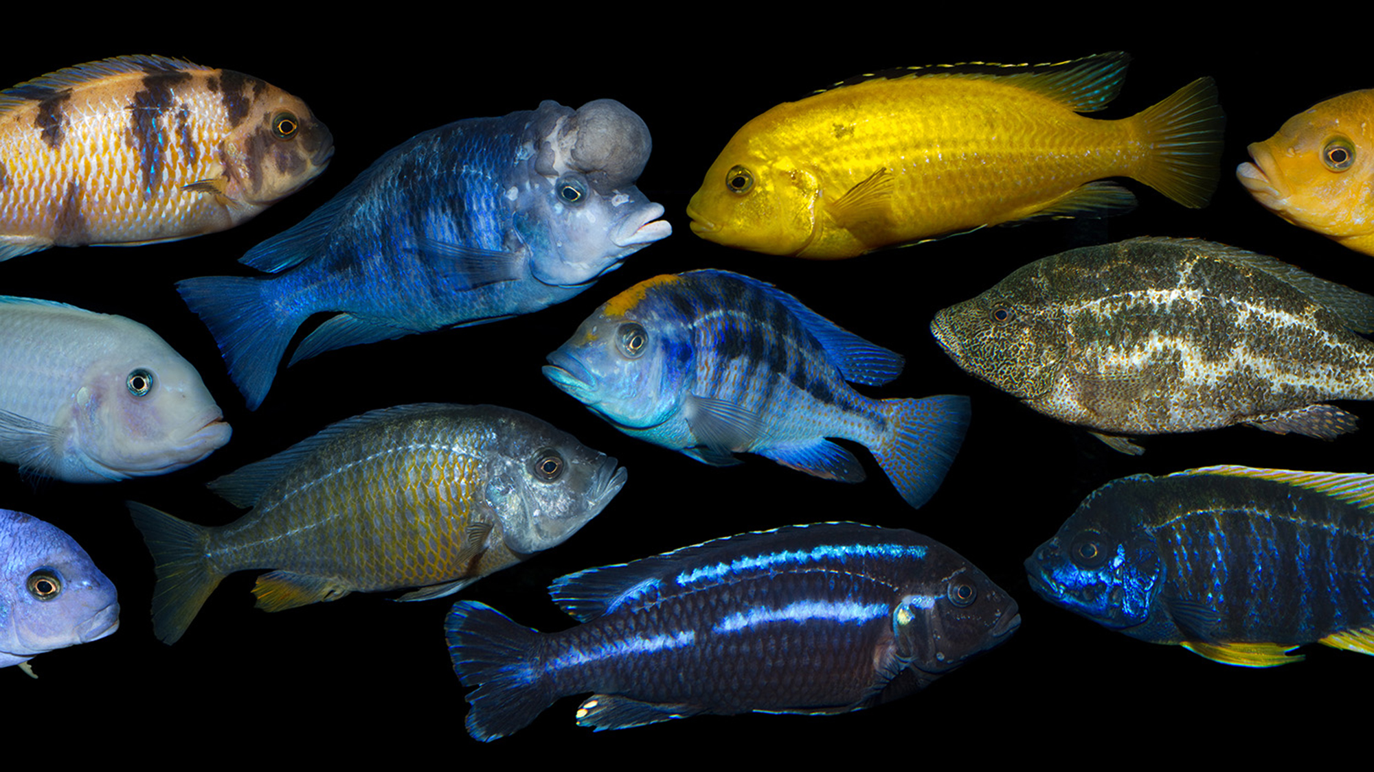 One fish, two fish, 3,000 fish ... | Popular Science