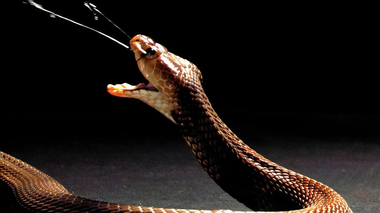 Breakthrough cobra venom antidote discovered | Popular Science