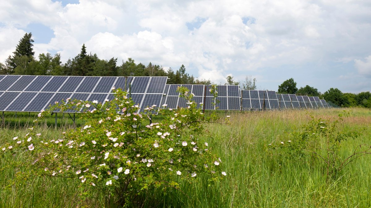 There's a right and a wrong way to build a solar farm | Popular Science