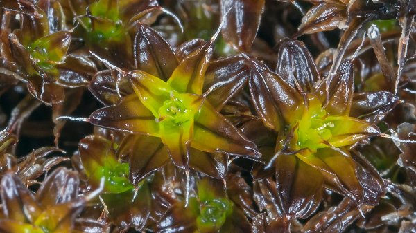 This inedible, indestructible moss may help humans thrive on Mars ...