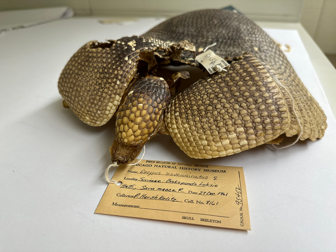 A new armadillo species was hiding in plain sight | Popular Science