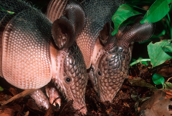 ‘Chaos is the norm now:’ The blurry line between invasive and range ...