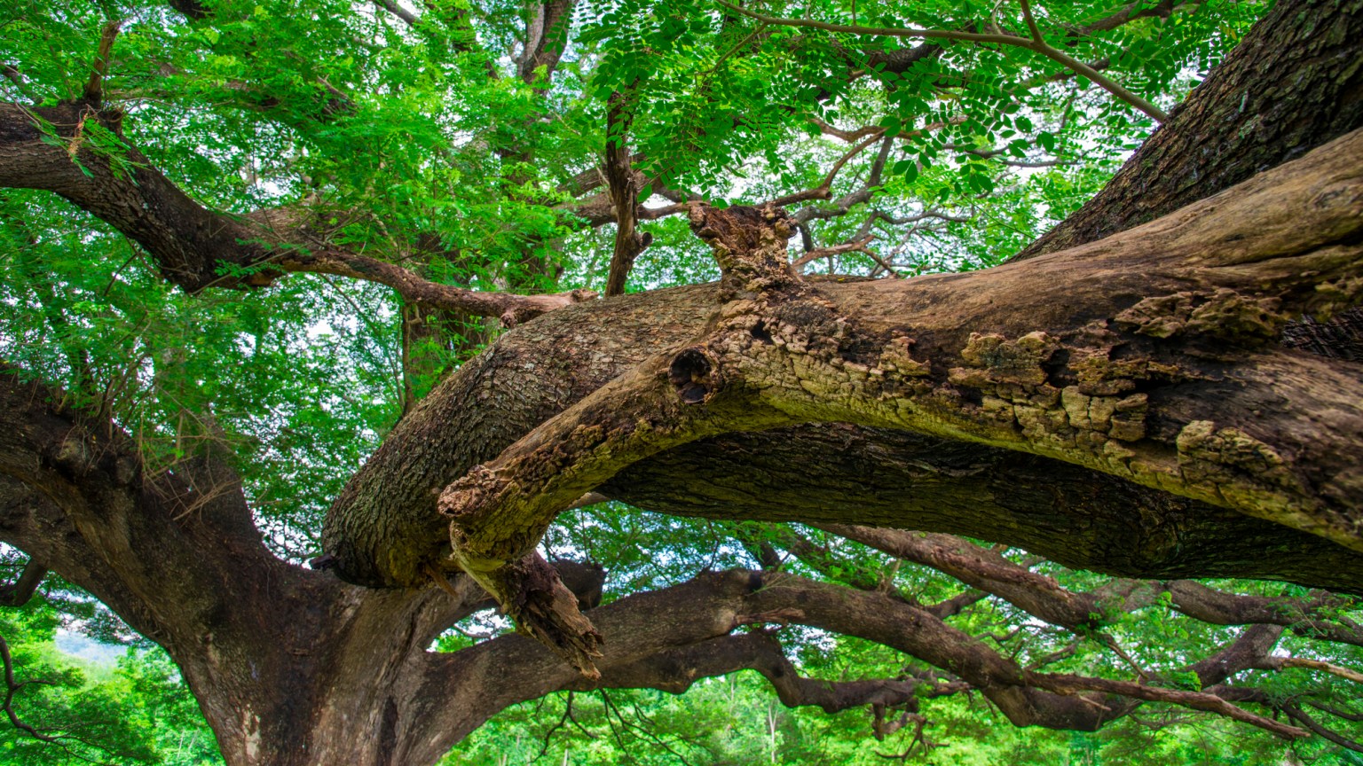 Tree bark demonstrates an unexpected climate superpower | Popular Science