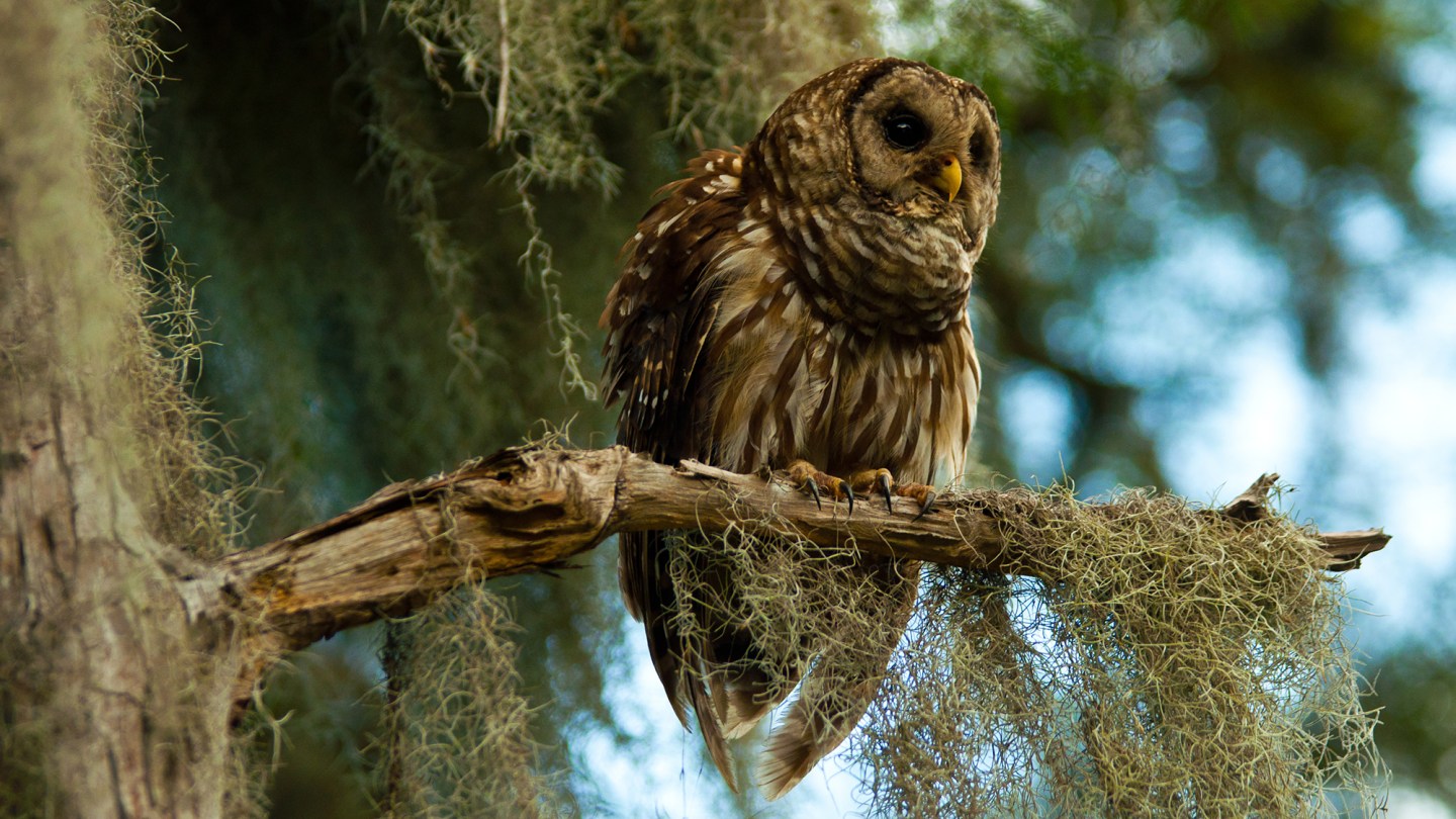 These owls spread from east to west. Not everyone is pleased. | Popular ...