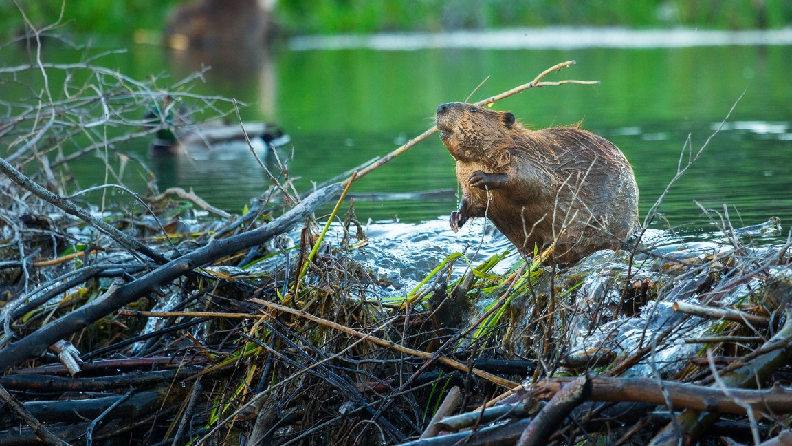 How beavers are helping the Tule River Tribe of California fight ...