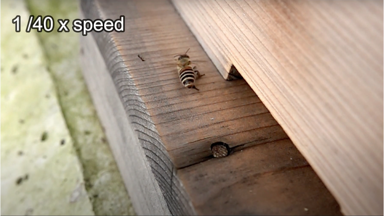 How to get rid of carpenter bees without killing them | Popular Science