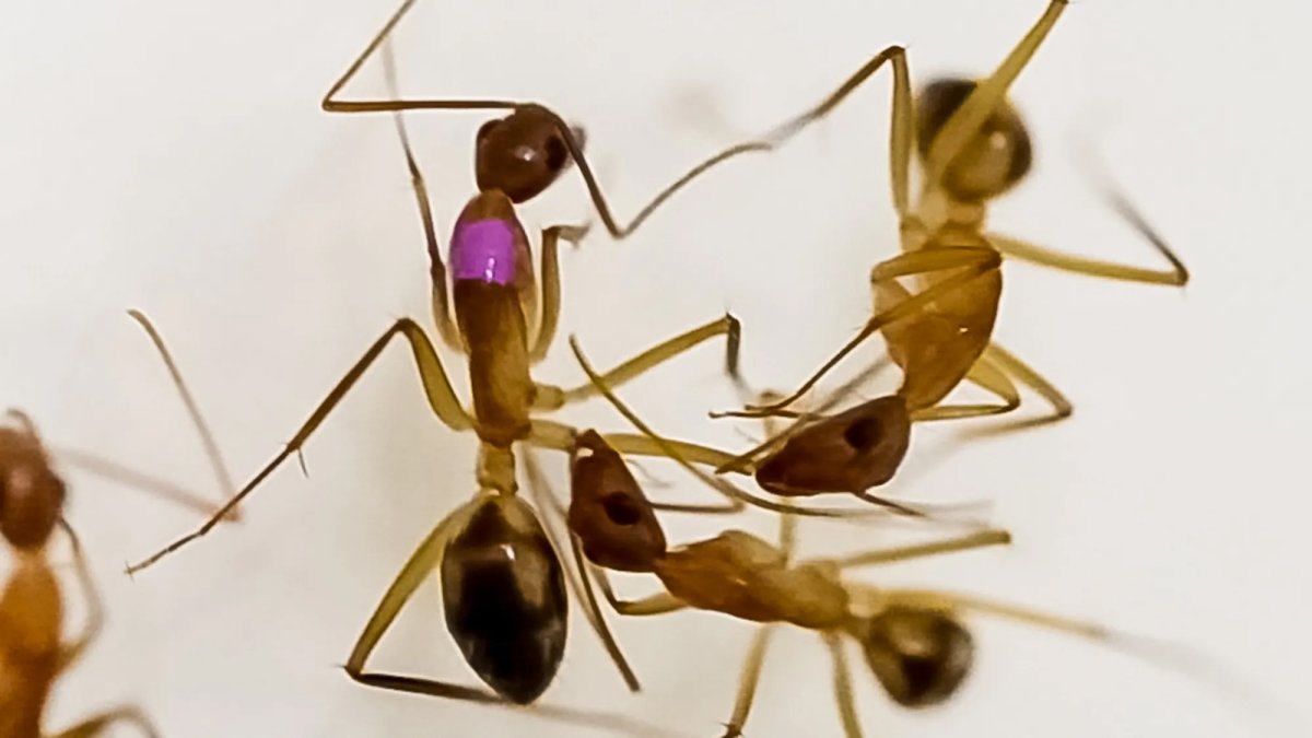 Ants perform teeny tiny operations to save their injured comrades ...