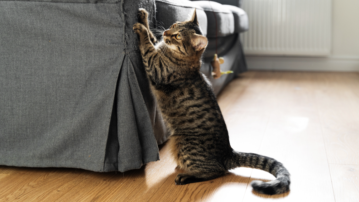 Why some cats scratch more than others | Popular Science