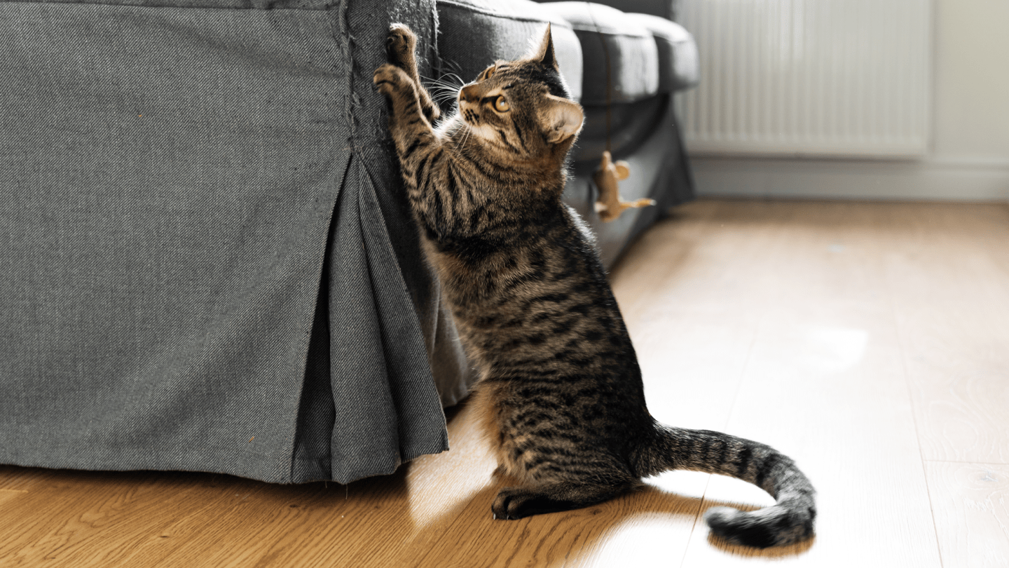 Why some cats scratch more than others | Popular Science