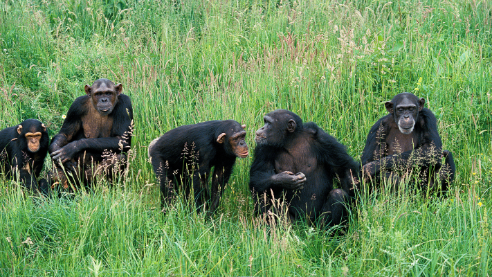 Chimp conversations can take on human-like chaos | Popular Science