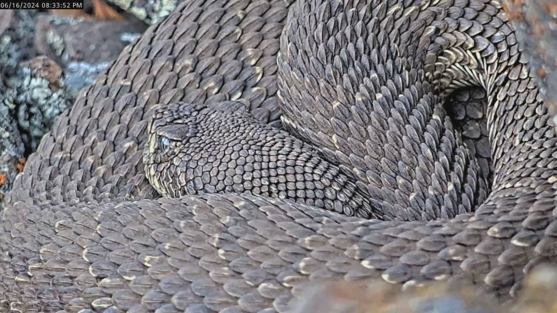 Ssssso many snakes: Watch a ‘mega-den’ of rattlesnakes in real time ...