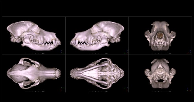 What does a pug skull look like? University digitizes skulls of 152 dog ...