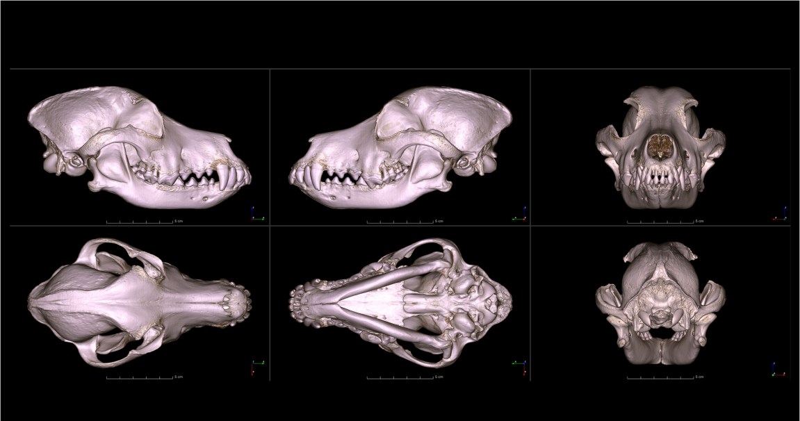 What does a pug skull look like? University digitizes skulls of 152 dog ...