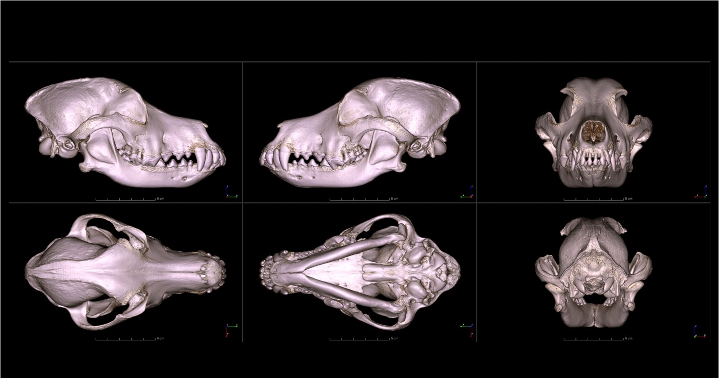 What does a pug skull look like? University digitizes skulls of 152 dog ...