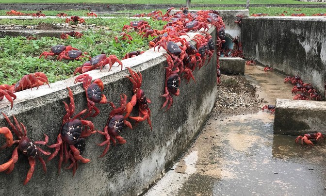 Millions of crabs scuttle across this island every year | Popular Science