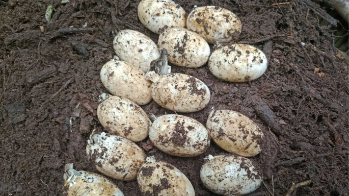 106 critically endangered Siamese crocodile eggs spotted in Cambodia ...