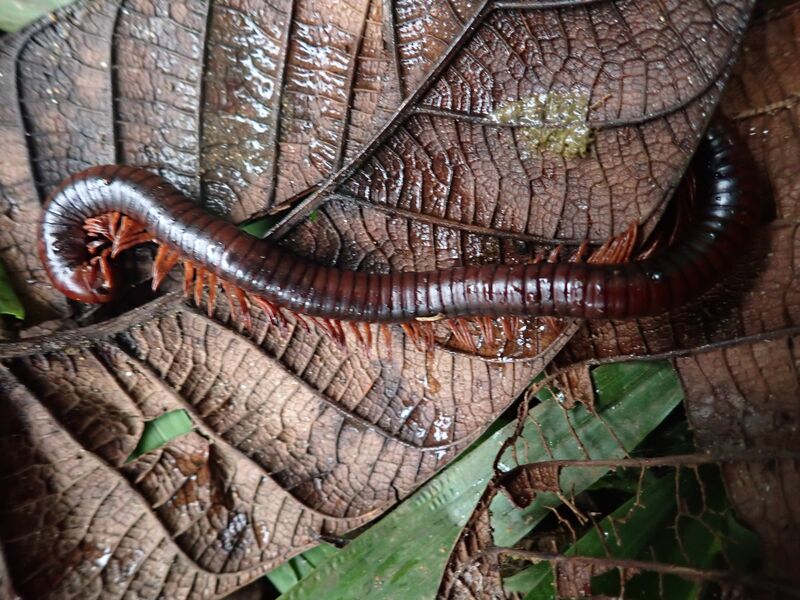 Expedition finds a 10-inch long millipede lost to science for 126 years ...