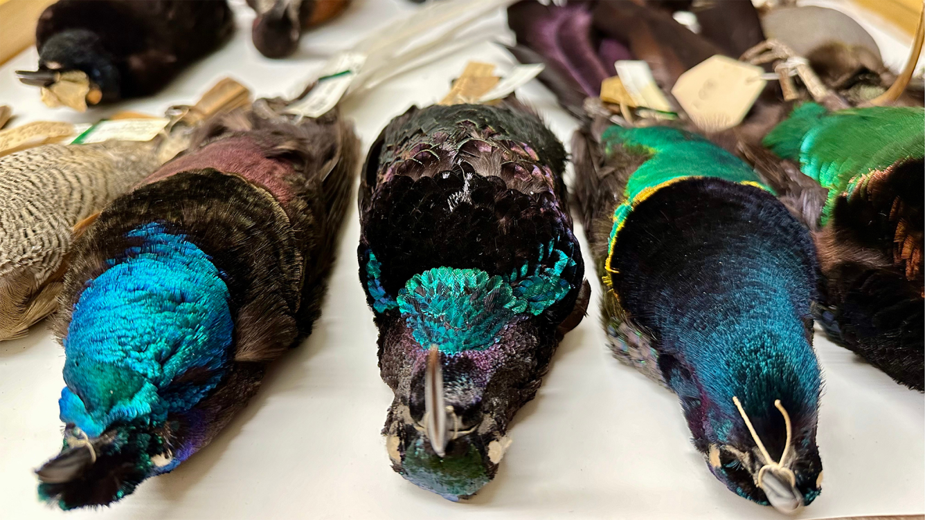 Few people knew female birds had unique songs—until women started ...