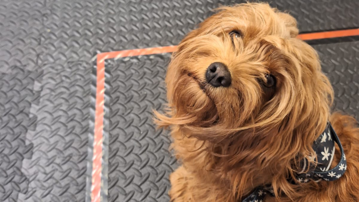 Can dogs really smell fear? A vet weighs in. | Popular Science