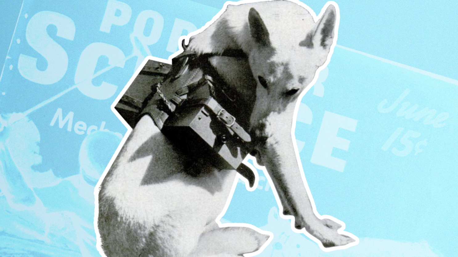 How to make a walkie talkie for your dog | Popular Science