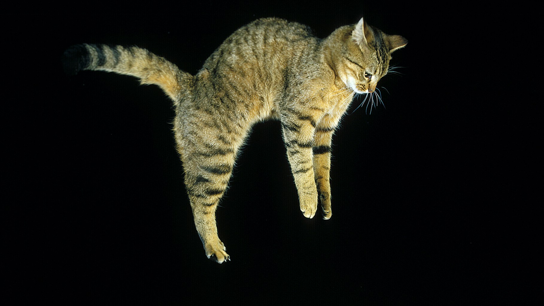 How animals use physics | Popular Science