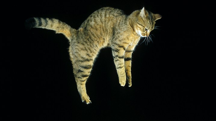 See The World Through The Eyes Of A Cat