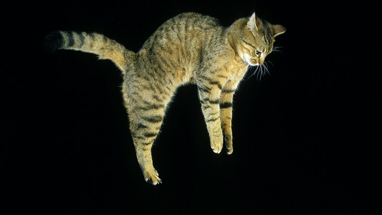 This year's Ig Nobel prizes for unusual research honored old man ears ...