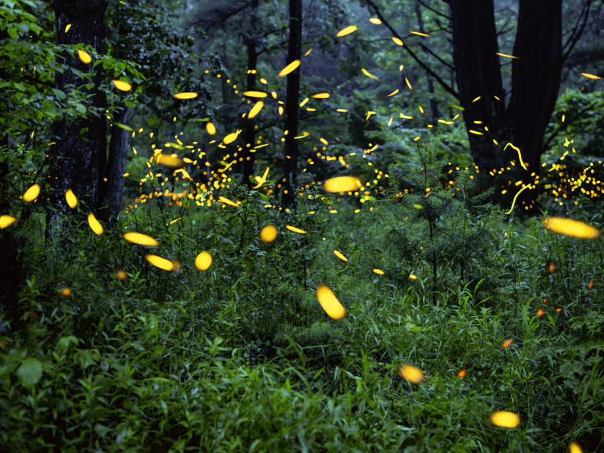 A new theory on why fireflies glow—and why they need help | Popular Science