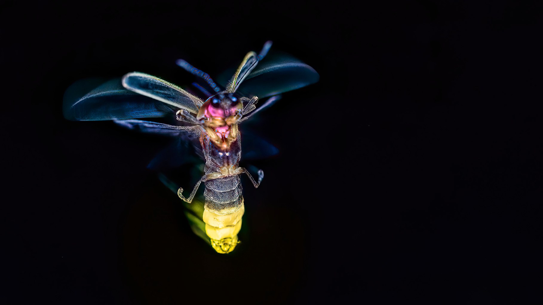 A new theory on why fireflies glow—and why they need help | Popular Science