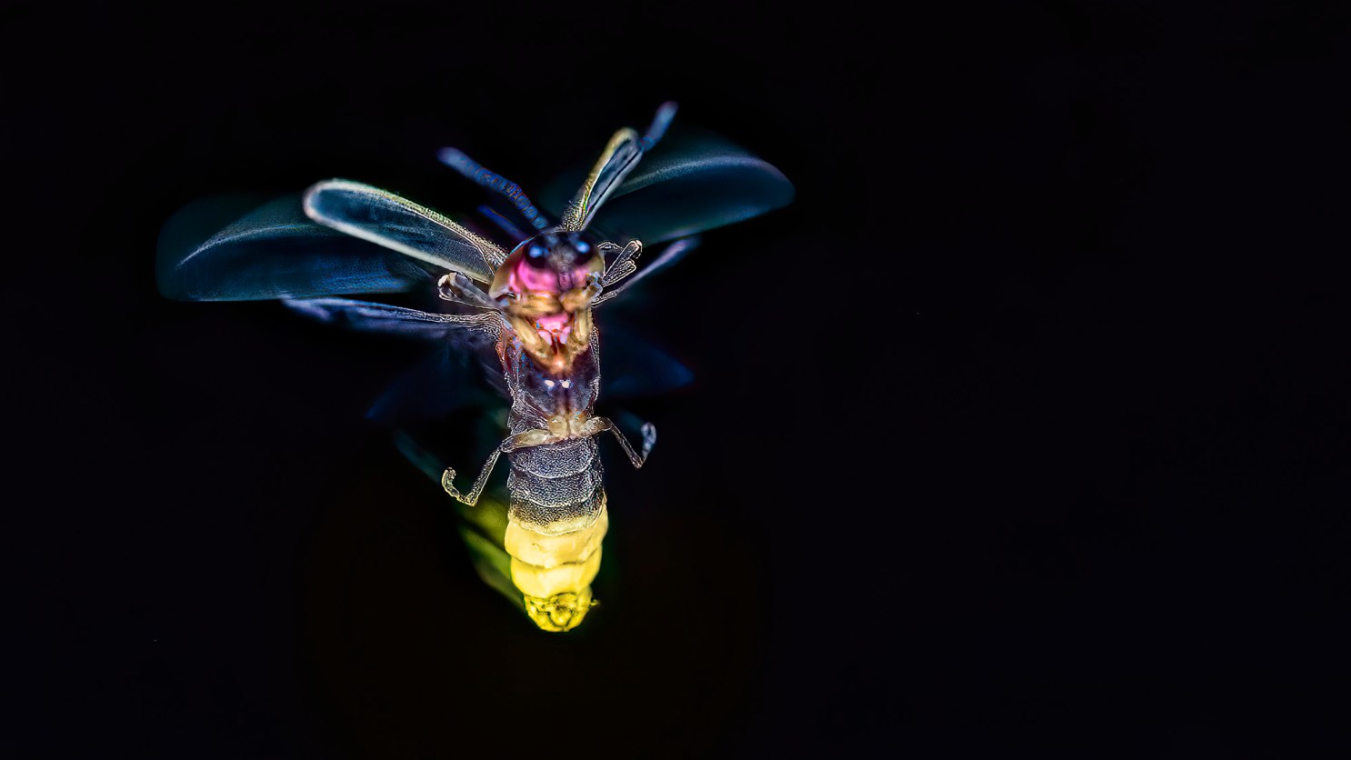 A new theory on why fireflies glow—and why they need help | Popular Science