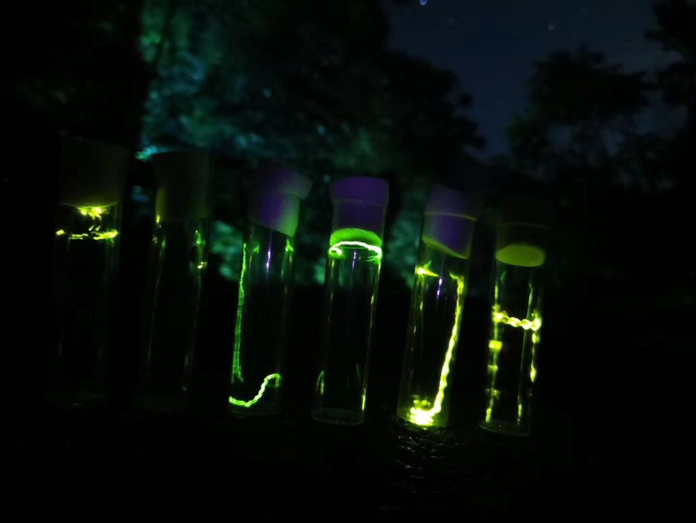 A new theory on why fireflies glow—and why they need help | Popular Science
