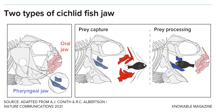 One fish, two fish, 3,000 fish ... | Popular Science