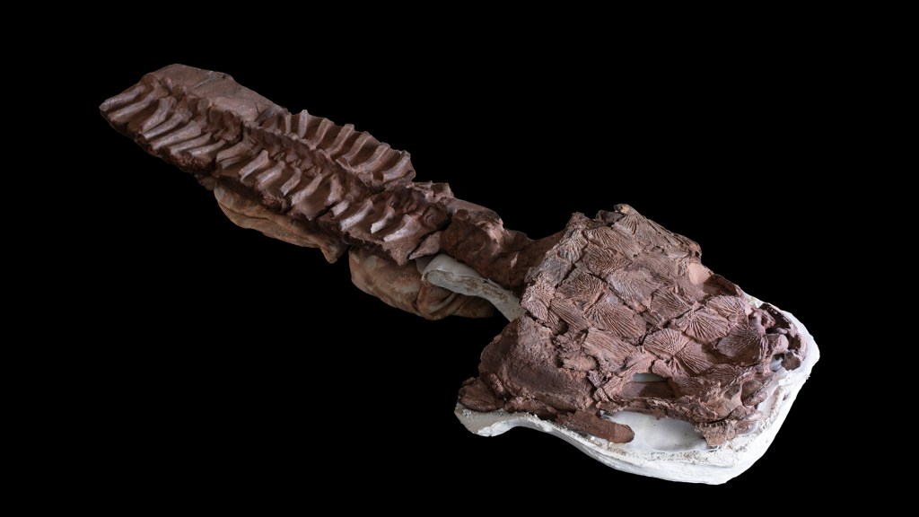 This giant tetrapod sucked in prey with its 'toilet seat-shaped' head ...
