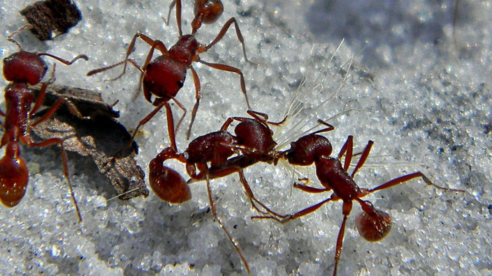 Sick baby ants sacrifice themselves to save their colony | Popular Science