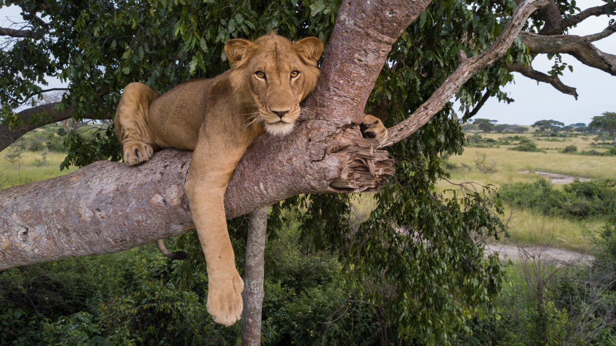 Lion brothers take risky swim across crocodile-infested channel ...