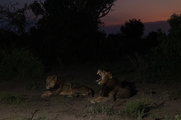 Lion brothers take risky swim across crocodile-infested channel ...
