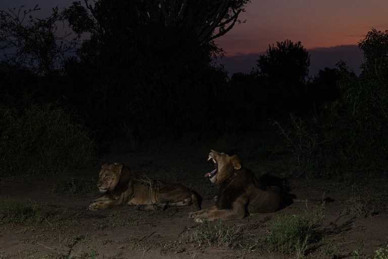 Lion brothers take risky swim across crocodile-infested channel ...