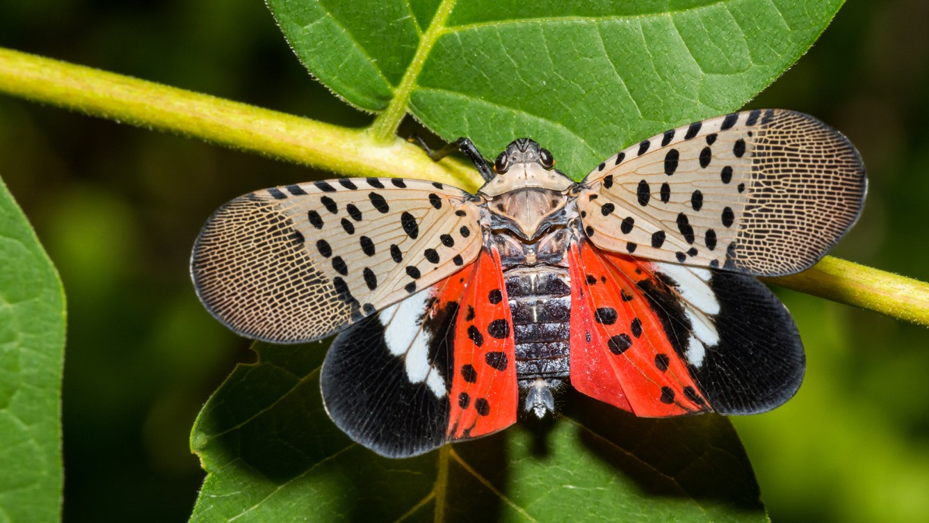 What’s going on with spotted lanternflies? | Popular Science