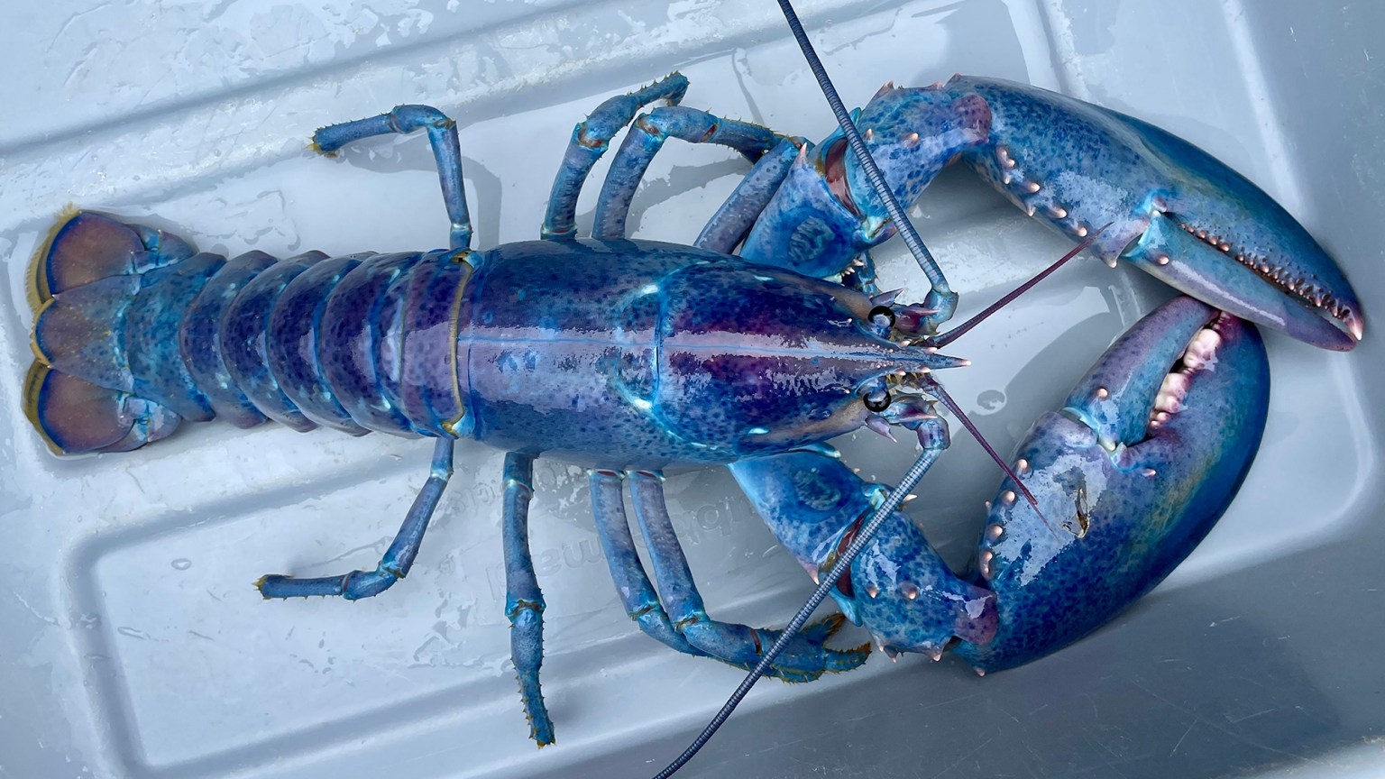 One in 100 million cotton candy lobster caught in New Hampshire ...